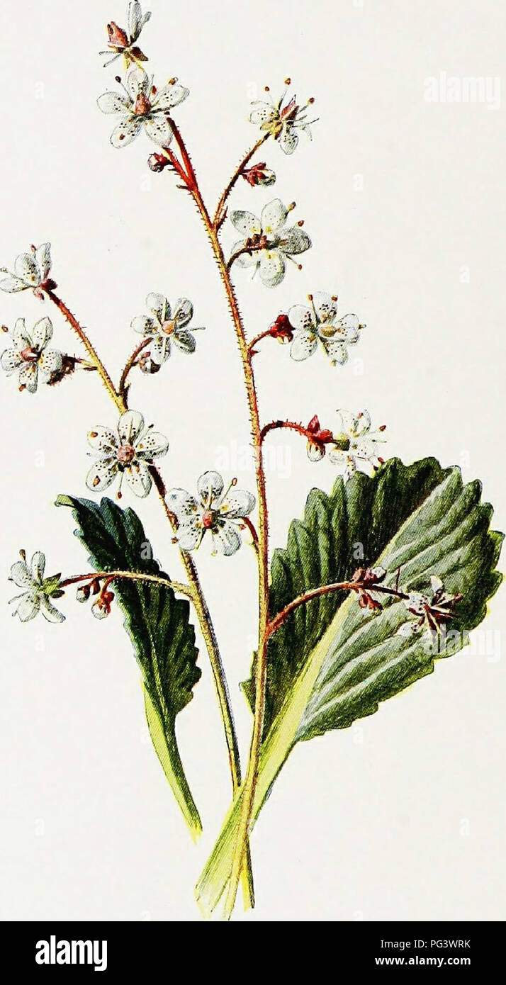 This book focuses on common garden flowers, featuring *London Pride* as ...