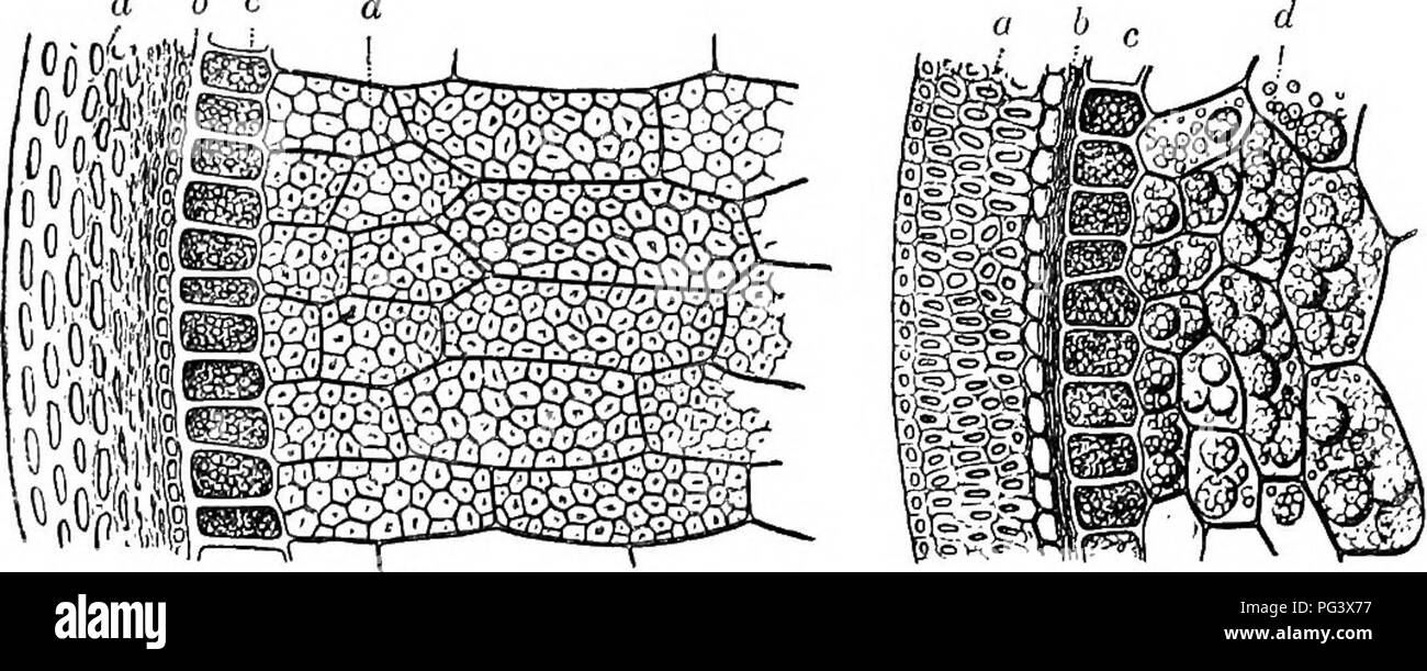 . Physiological botany; I. Outlines of the histology of phænogamous ...