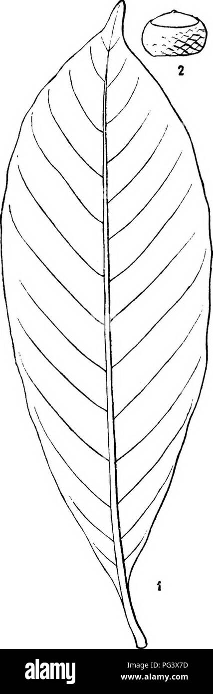 This botanical work documents species from Formosa (Taiwan), focusing ...