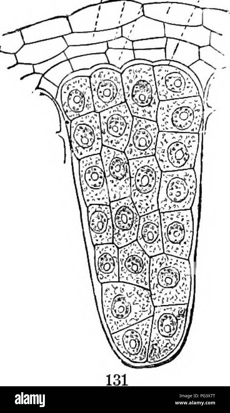 This section of physiological botany outlines the histology and ...