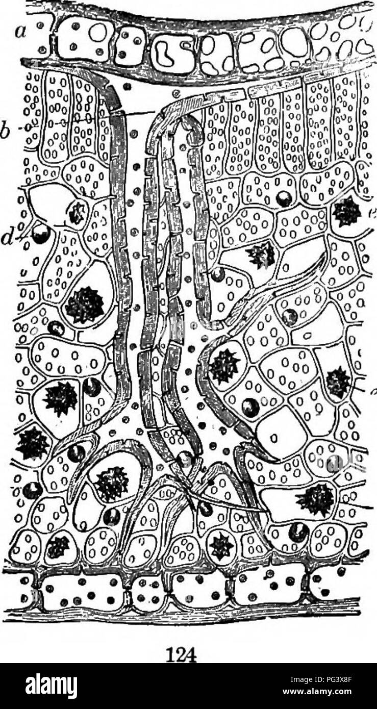 Hypodermis In Plants