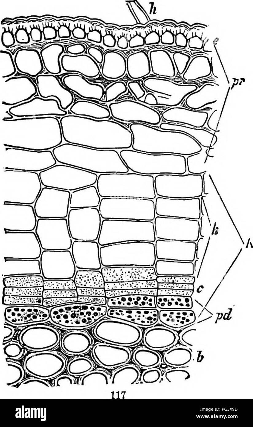 Booksubjectplantanatomy hi-res stock photography and images - Alamy