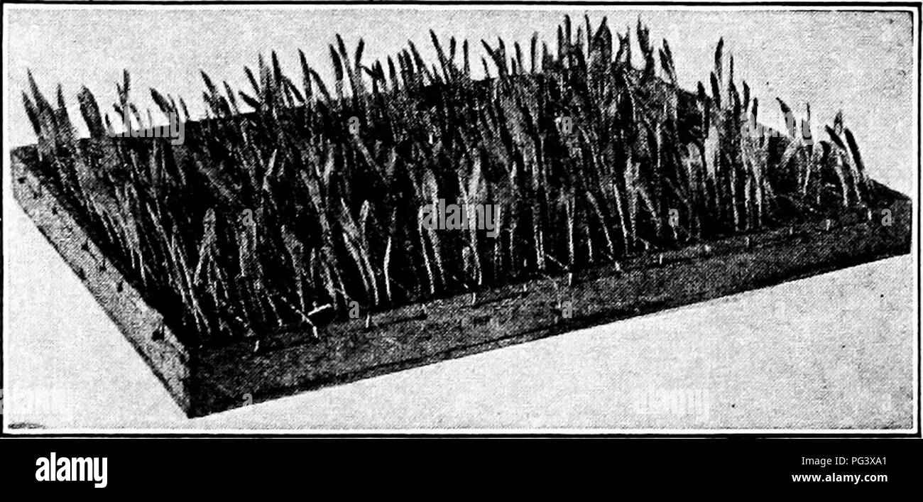 99 seeds seed Black and White Stock Photos & Images - Alamy