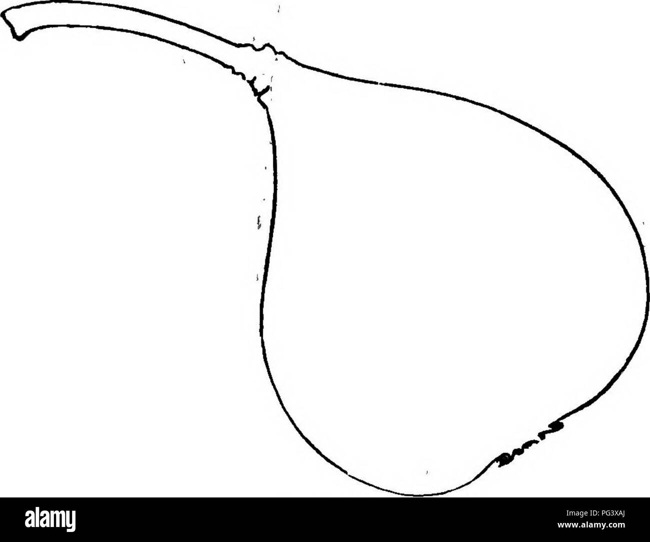 This image comes from a 19th-century horticultural reference ...