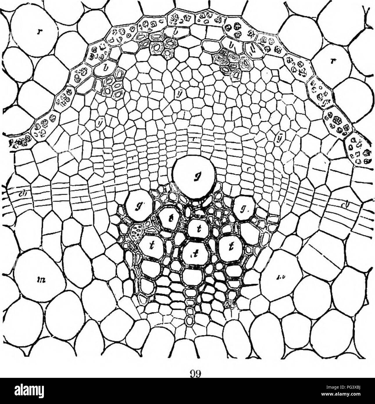 This textbook on plant physiology discusses the histology of ...