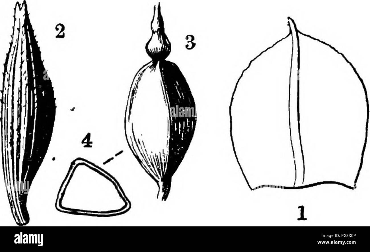This botanical work provides detailed illustrations and descriptions of ...