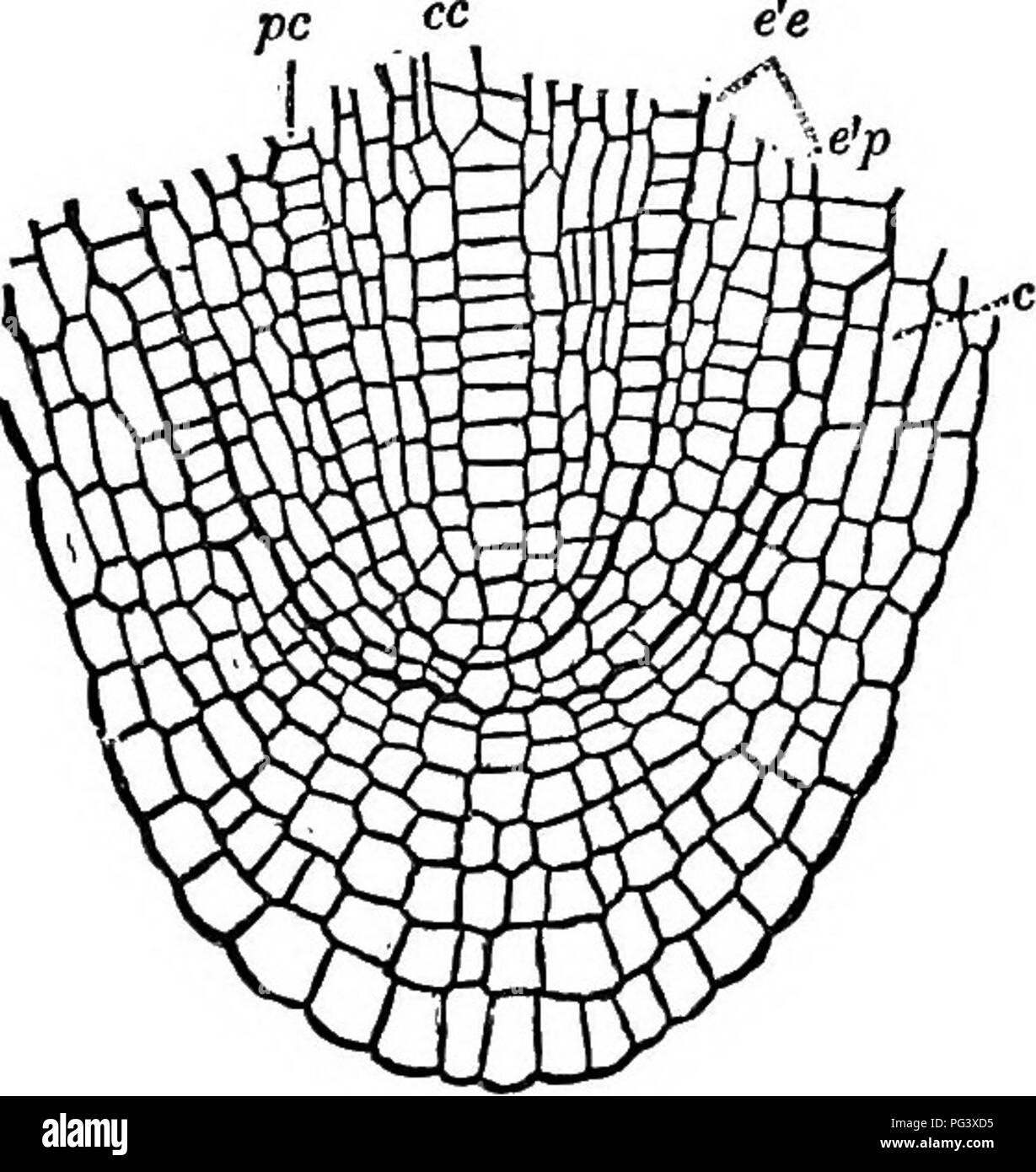 This book covers the physiology and histology of flowering plants ...