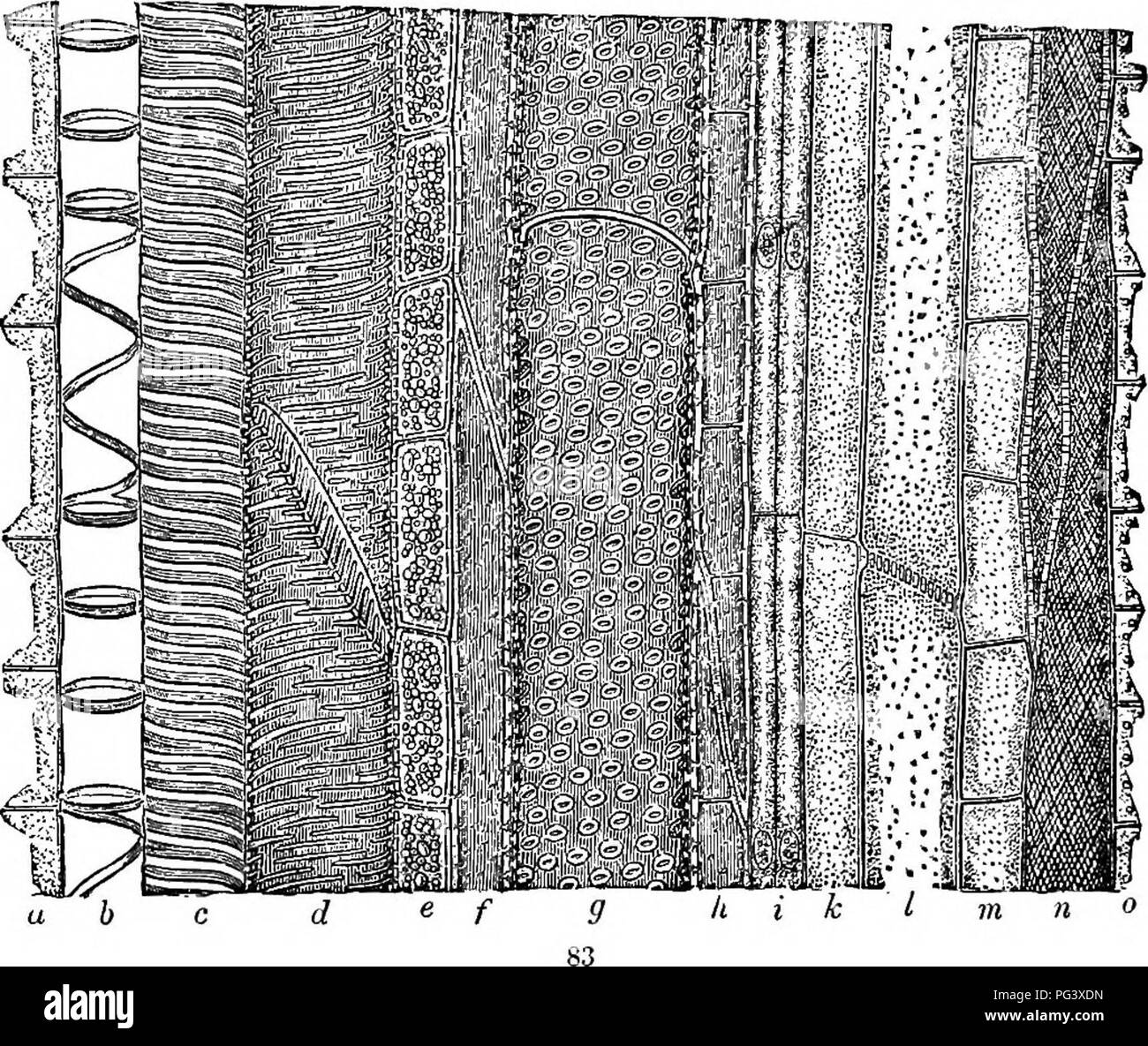 This work explores the structure and function of fibrous vascular ...