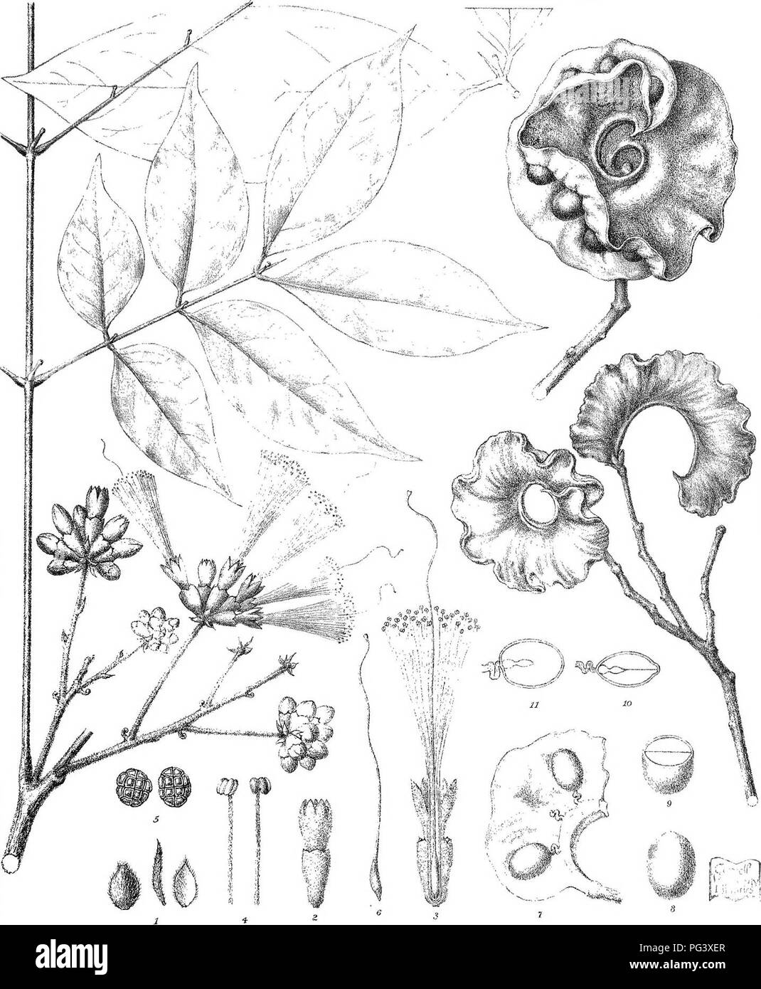 A detailed iconography of Australian Acacia species and related genera, providing both visual ...