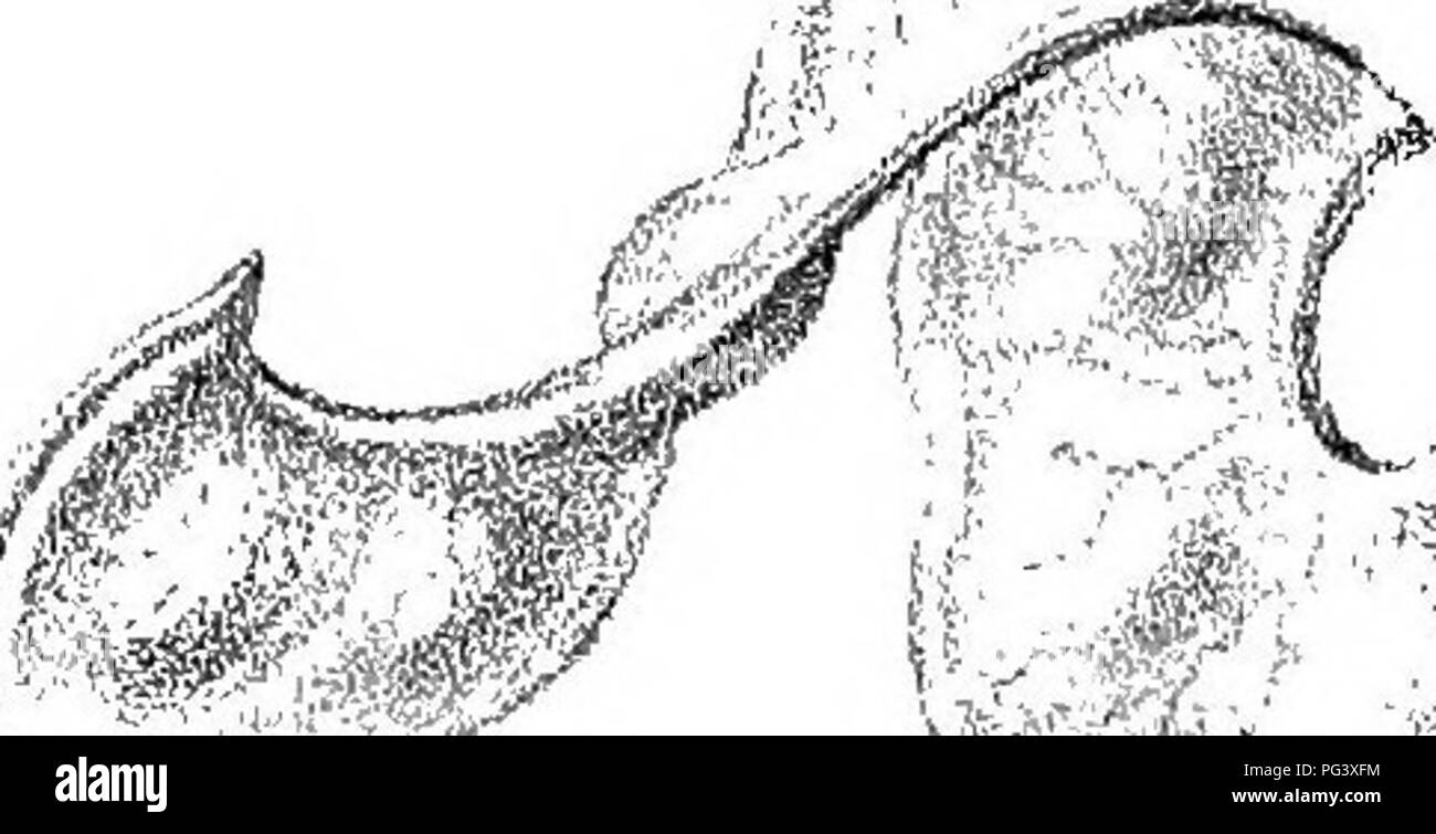 This work by Ferdinand von Mueller presents detailed illustrations and ...