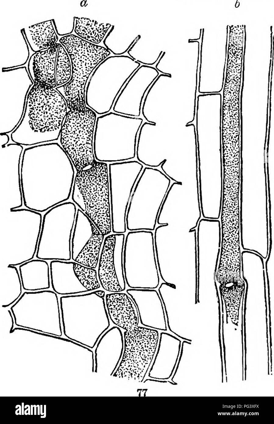 This text focuses on plant physiology and histology, detailing the ...