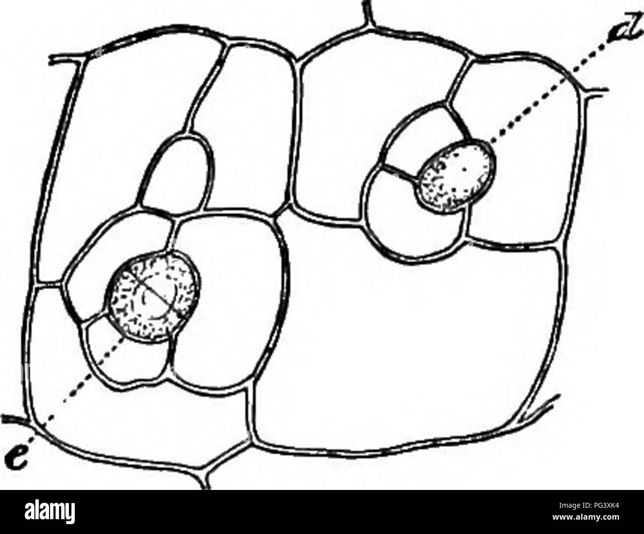 A detailed examination of the histology and physiology of phanerogamous ...