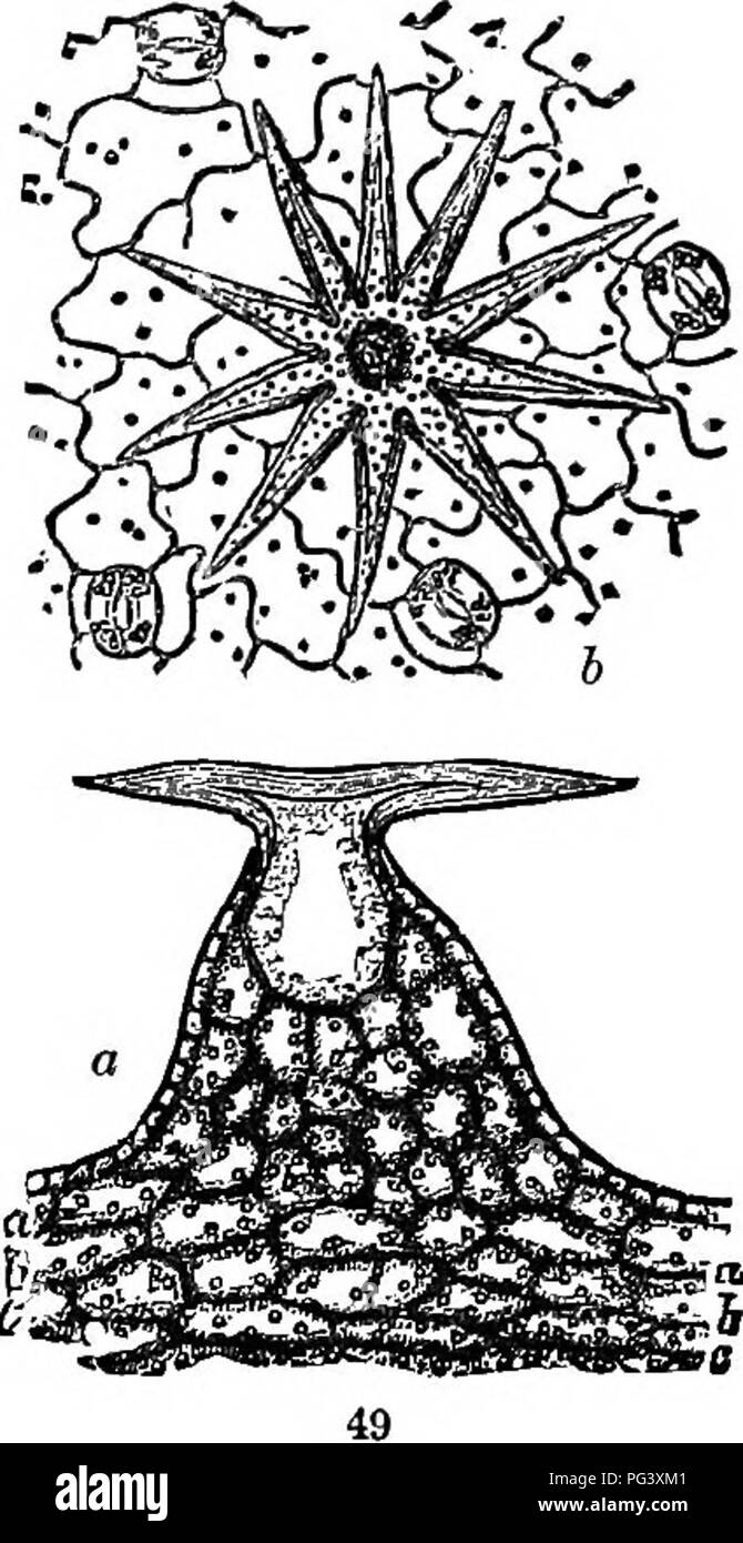 This image shows a detailed study of plant physiology, focusing on the ...