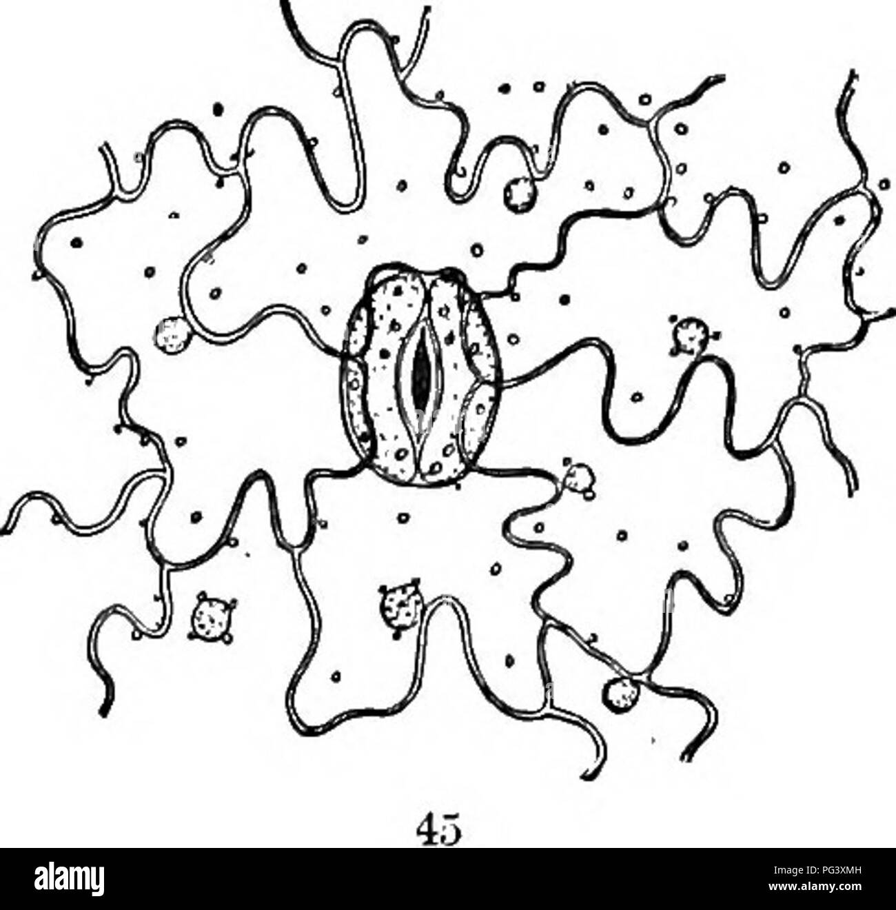 . Physiological botany; I. Outlines of the histology of phænogamous ...