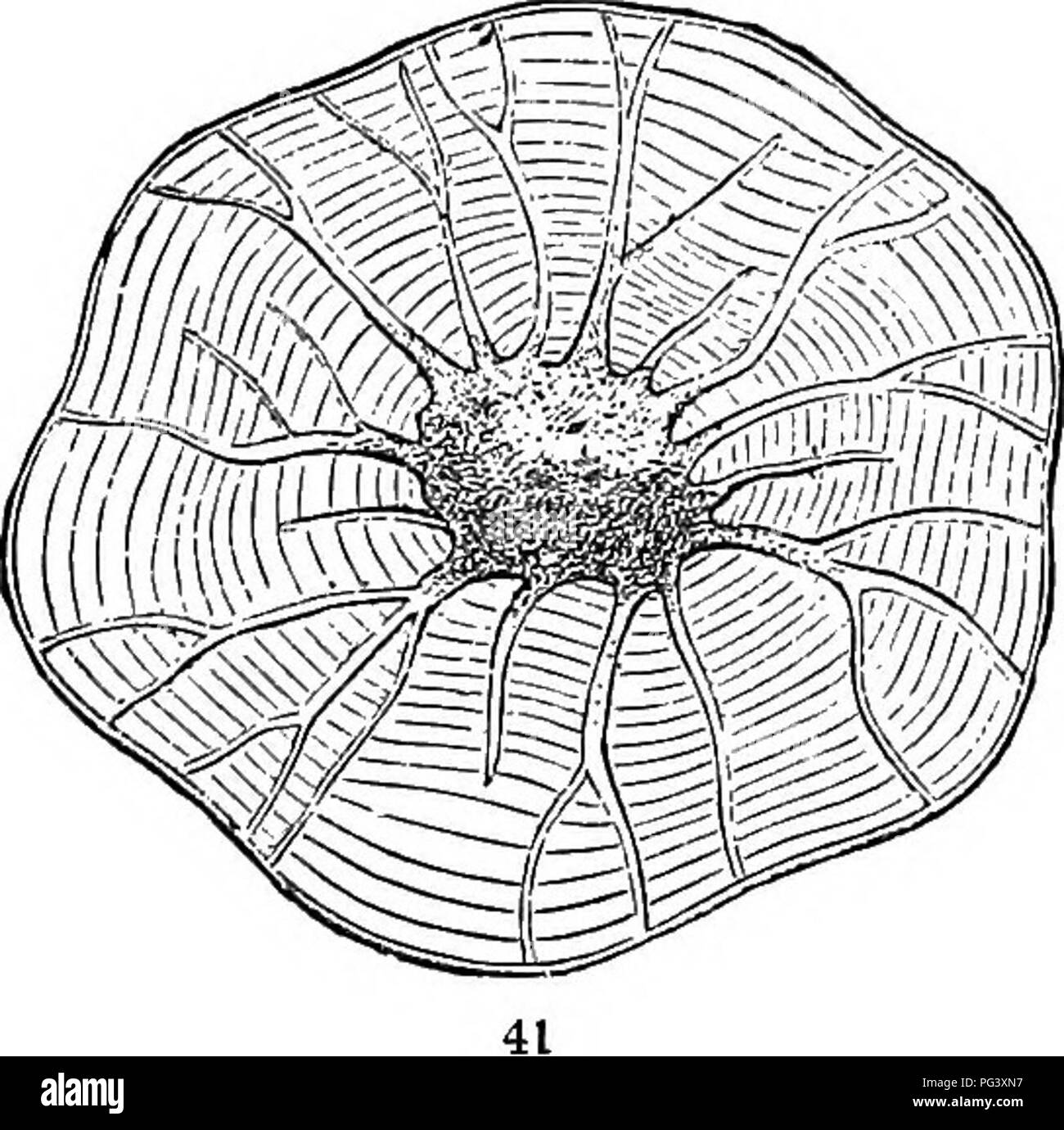 Prismatic cells hi-res stock photography and images - Alamy