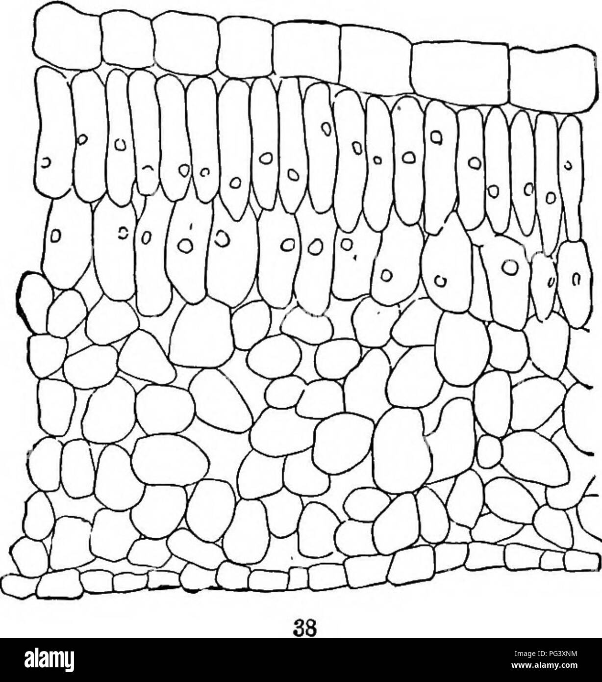 Parenchyma cells plant hi-res stock photography and images - Alamy