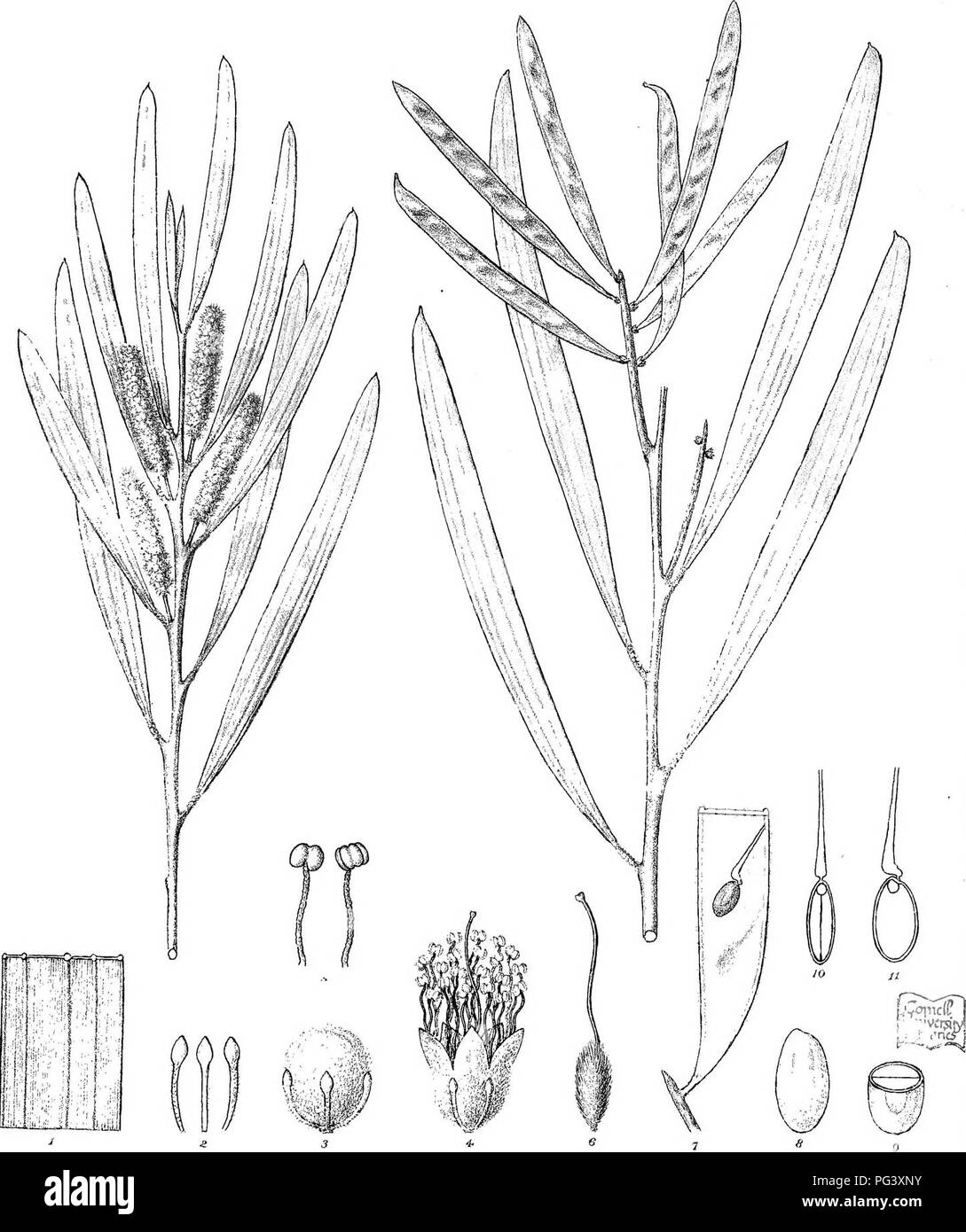 This work provides an illustrated catalog of Australian Acacia species ...