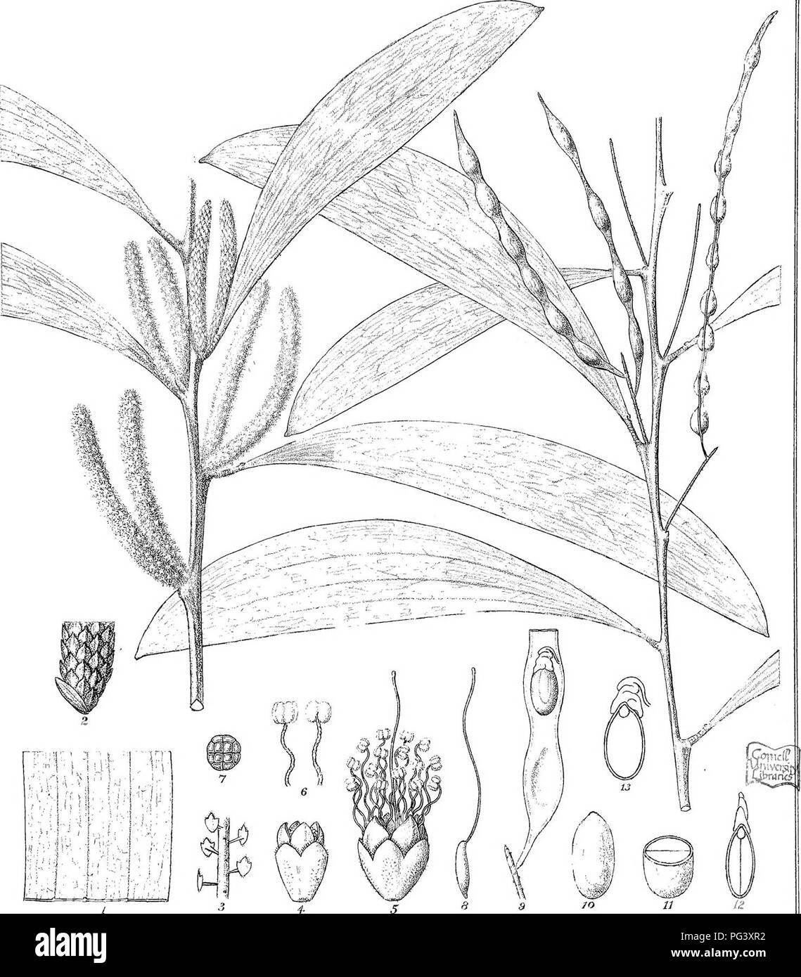 This work provides detailed illustrations and descriptions of ...