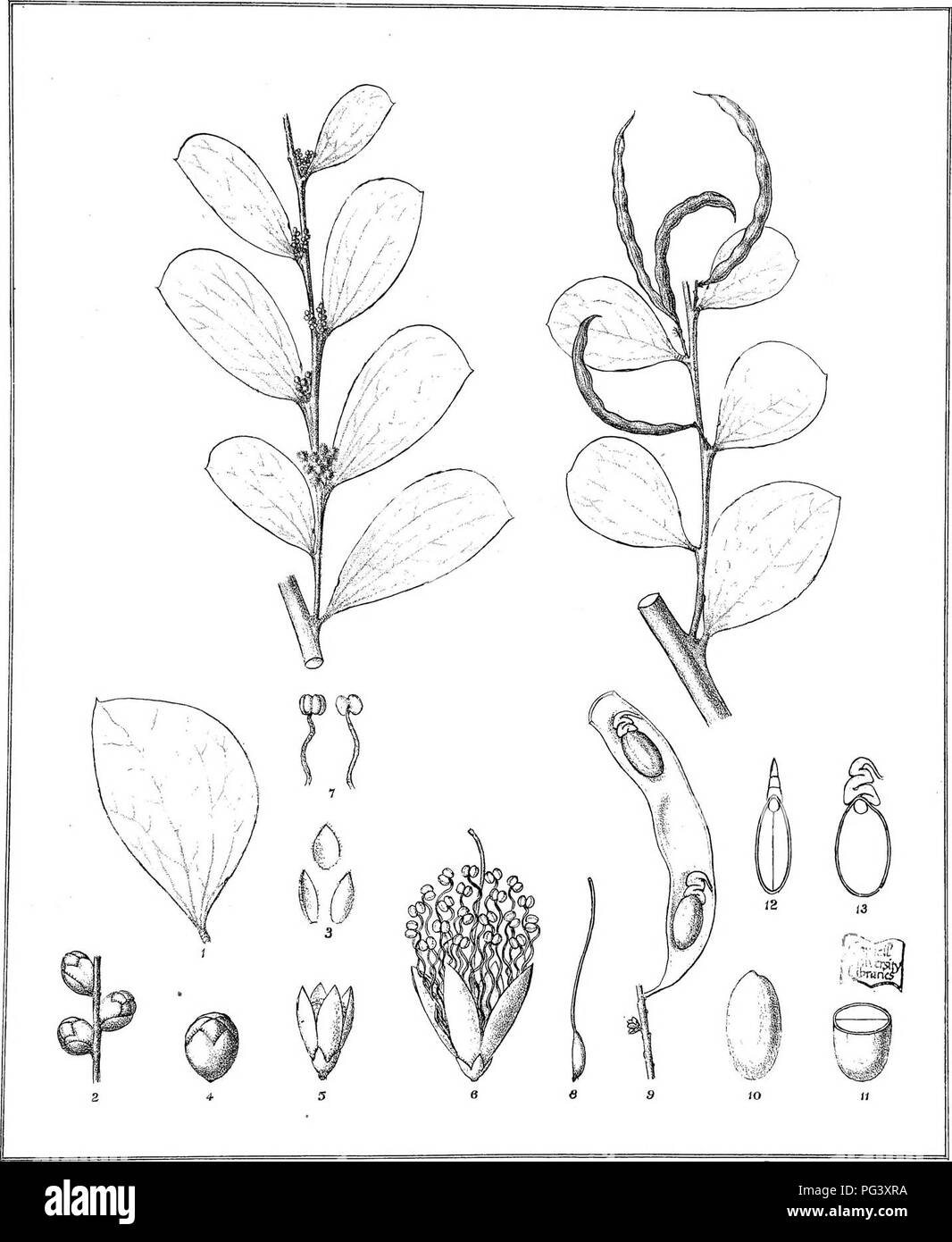 This work provides a detailed iconography of Australian Acacia species ...
