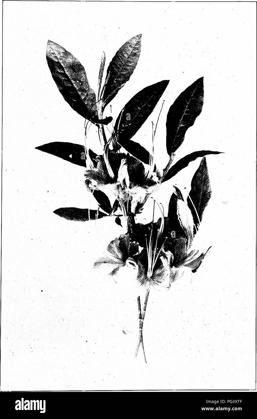 The 'Flaming Azalea' (Azalea lutea), with its vivid flowers, is a ...