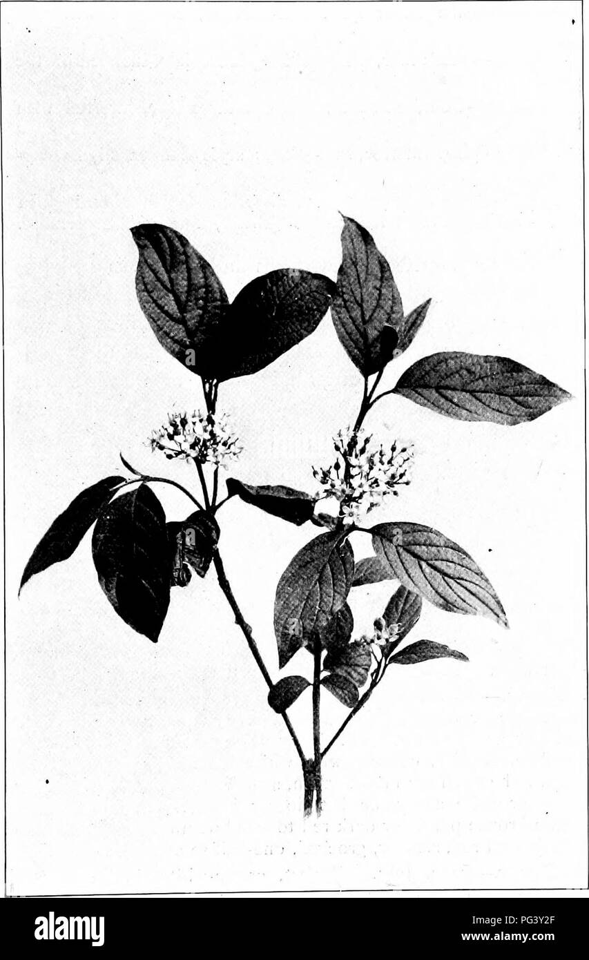 This guide helps nature enthusiasts identify various northern shrubs ...