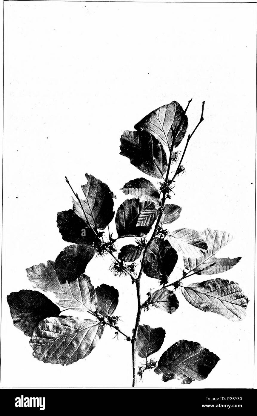 This guide offers detailed information on northern shrubs, with a ...