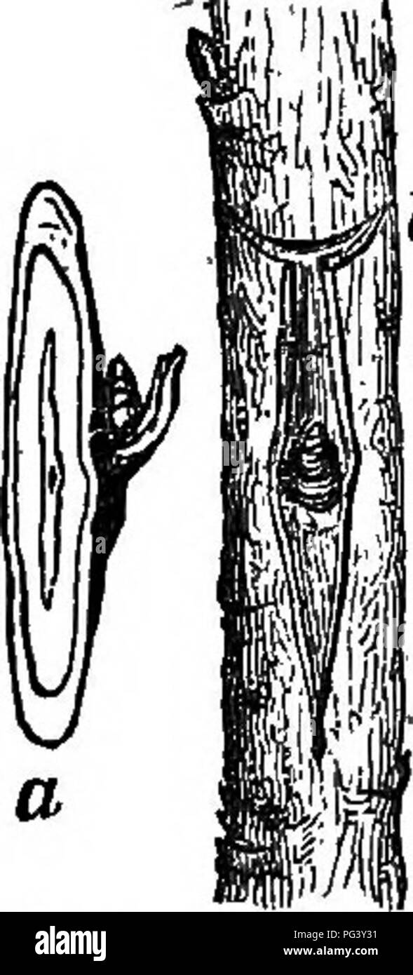 T budding hi-res stock photography and images - Alamy