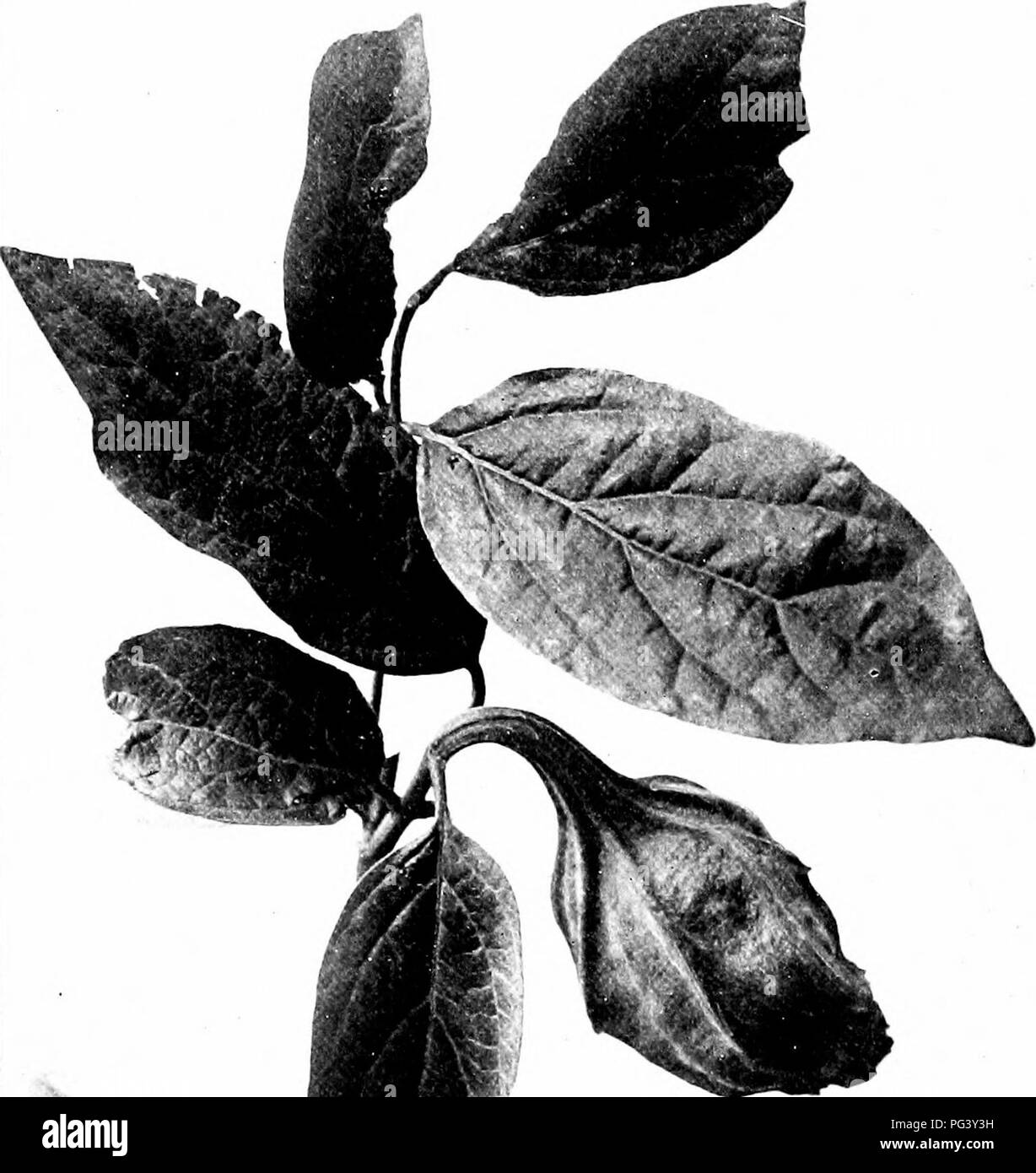 Plants key botanical characteristics Black and White Stock Photos ...