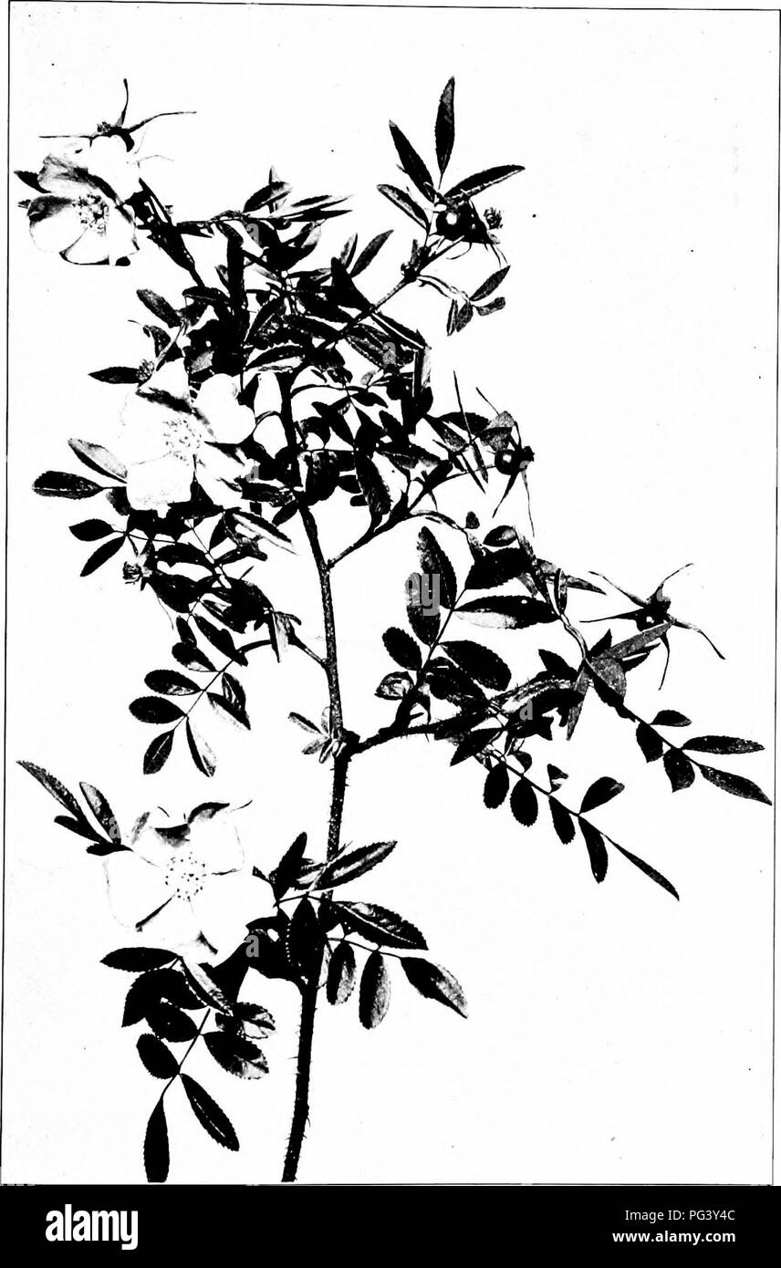 This guide to northern shrubs provides key identification details for ...