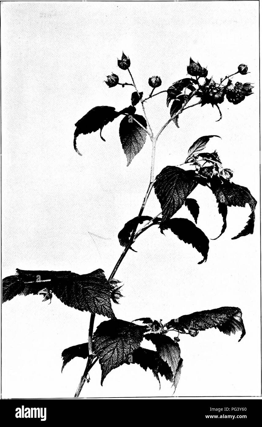 This handbook provides descriptions of northern shrubs and guidance on ...