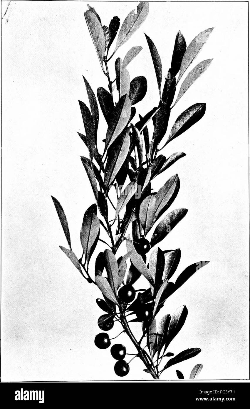 Charles cherry Black and White Stock Photos & Images - Alamy