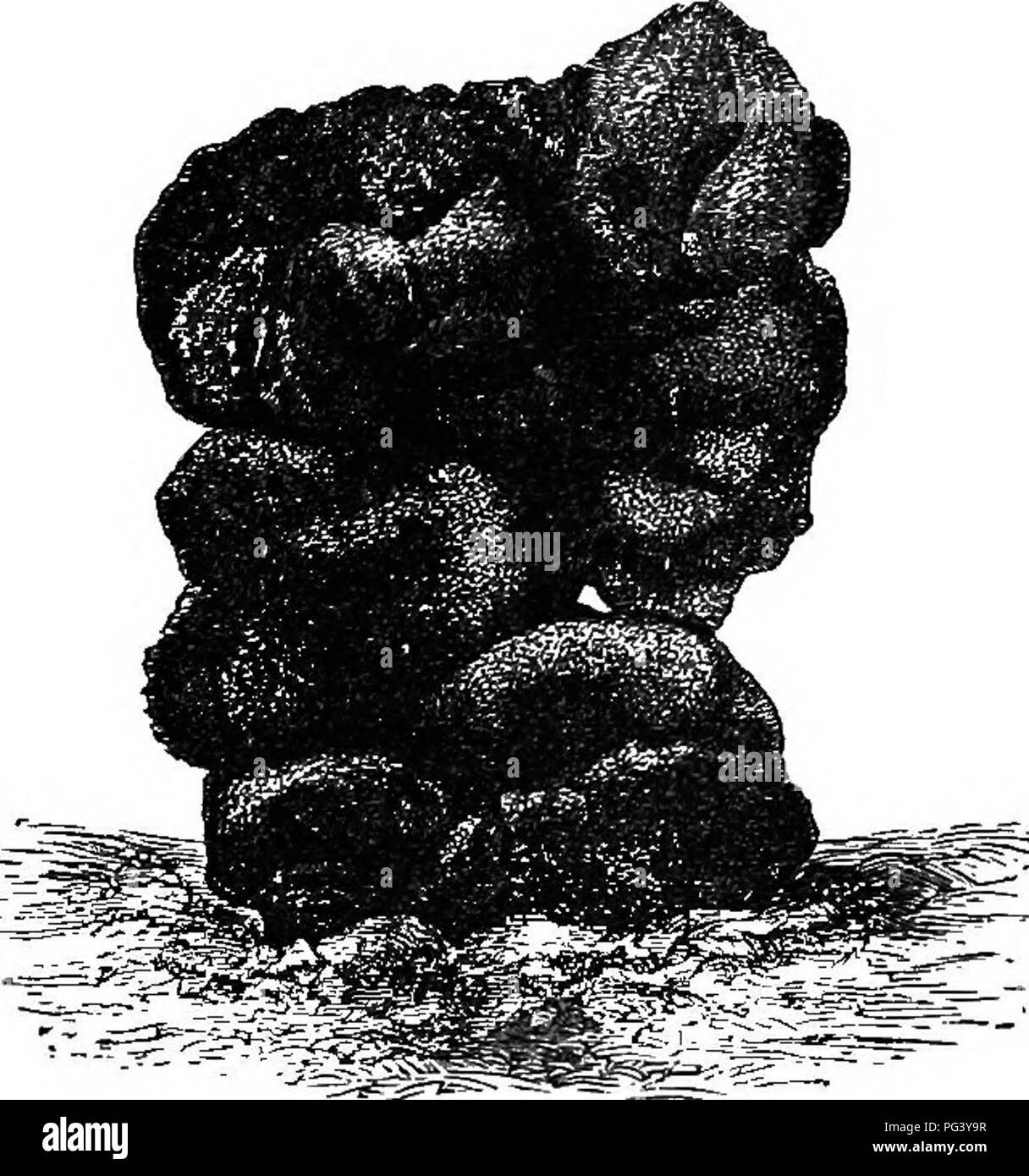 Humus Formation High Resolution Stock Photography and Images - Alamy