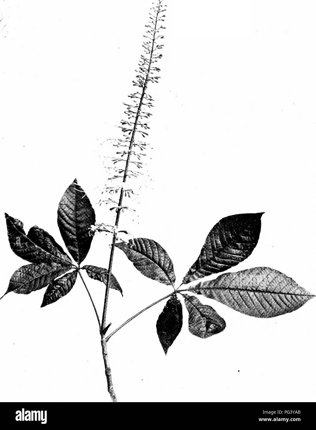 This handbook provides a guide to identifying northern shrubs, with a ...