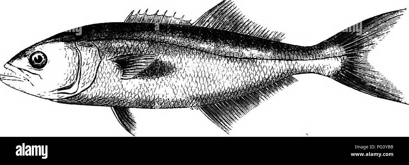 Tailor fish hi-res stock photography and images - Alamy