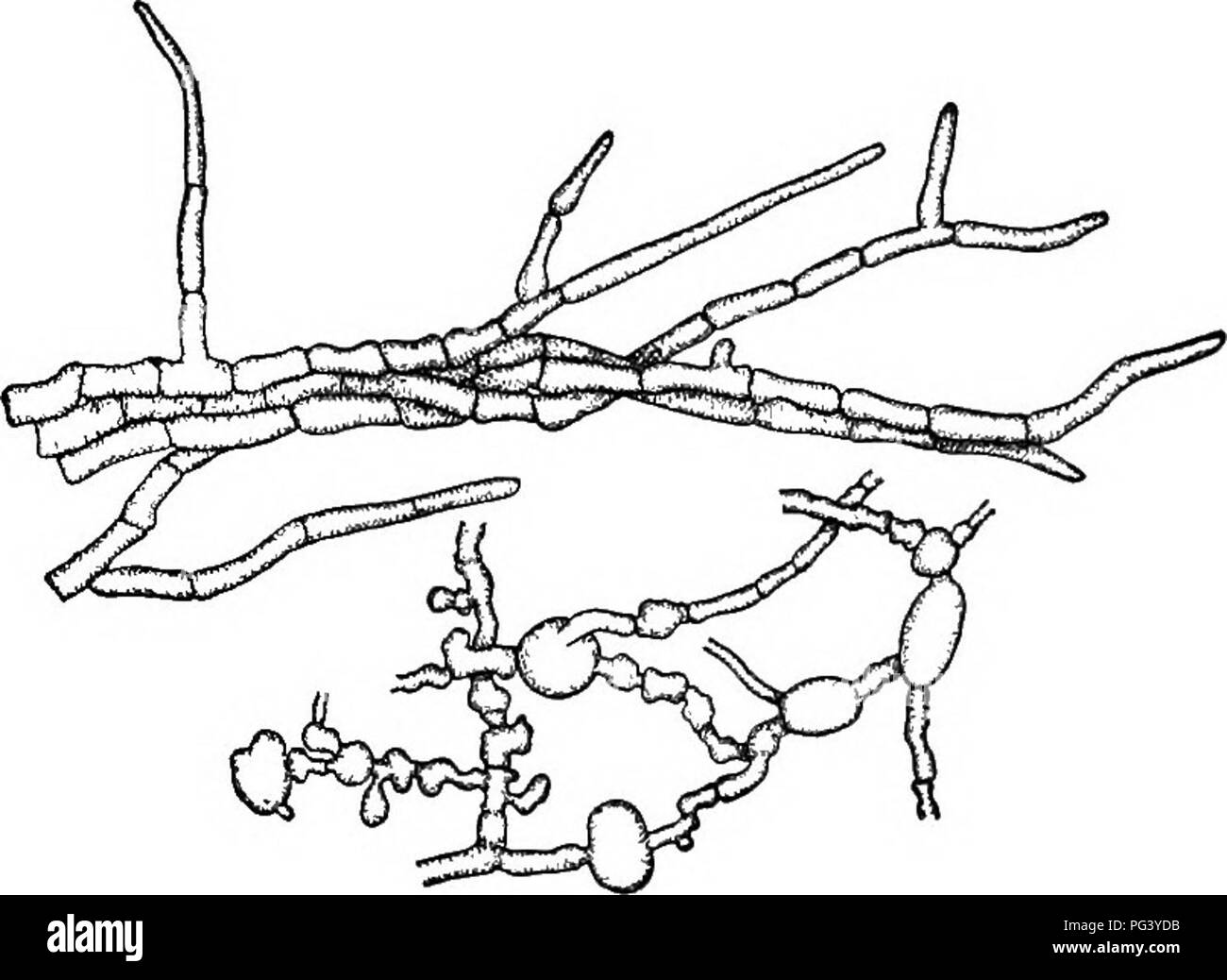 This text explores plant fungal diseases, covering methods for ...