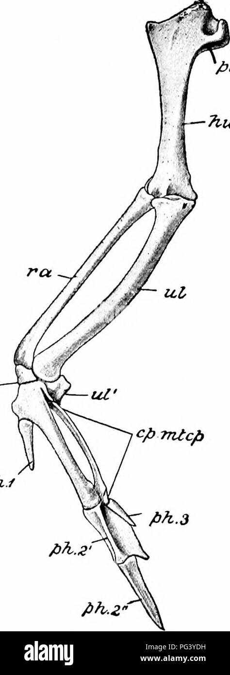 Stapes bone hi-res stock photography and images - Alamy