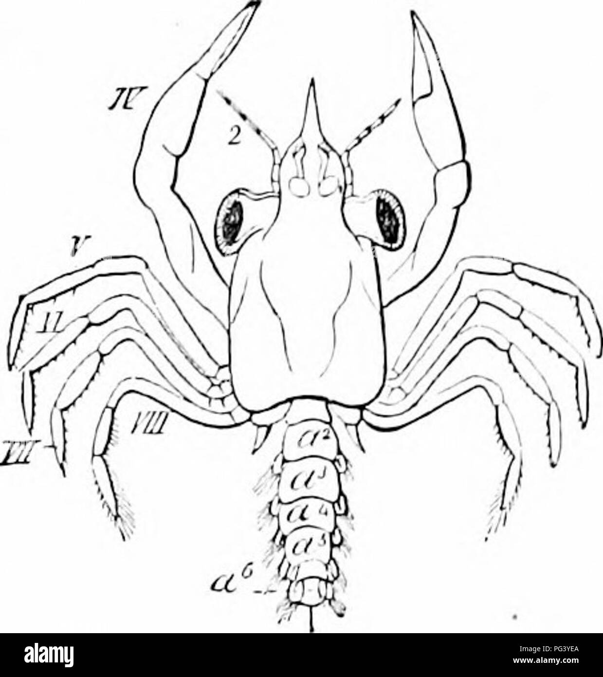 Phyllosoma hi-res stock photography and images - Alamy