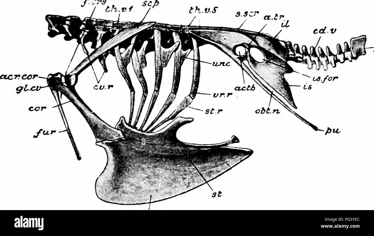 . A manual of zoology. PHYLUM CHORDATA 463 out at right angles to the ...