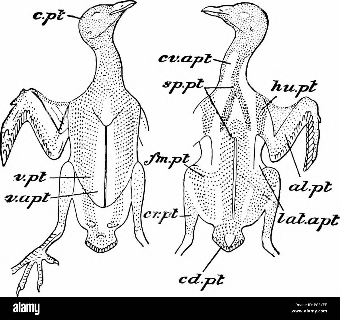 . A manual of zoology. 462 MANUAL OF ZOOLOGY which it subsequently ...