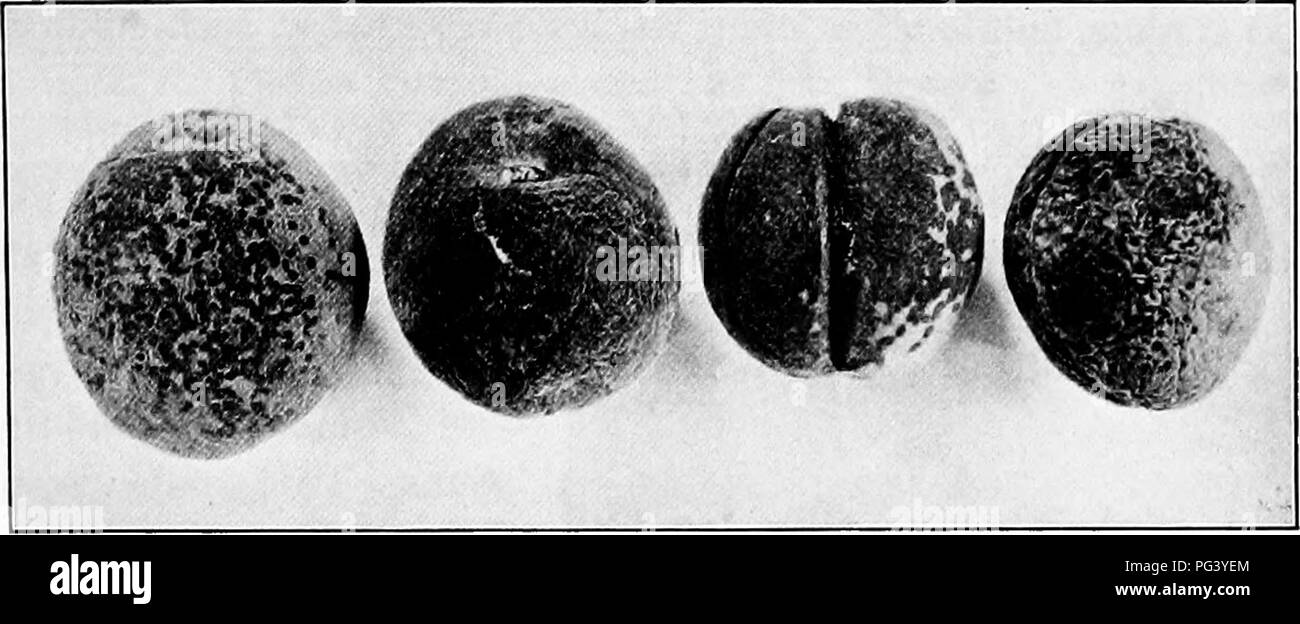 This text covers various fungal diseases in plants, specifically the ...