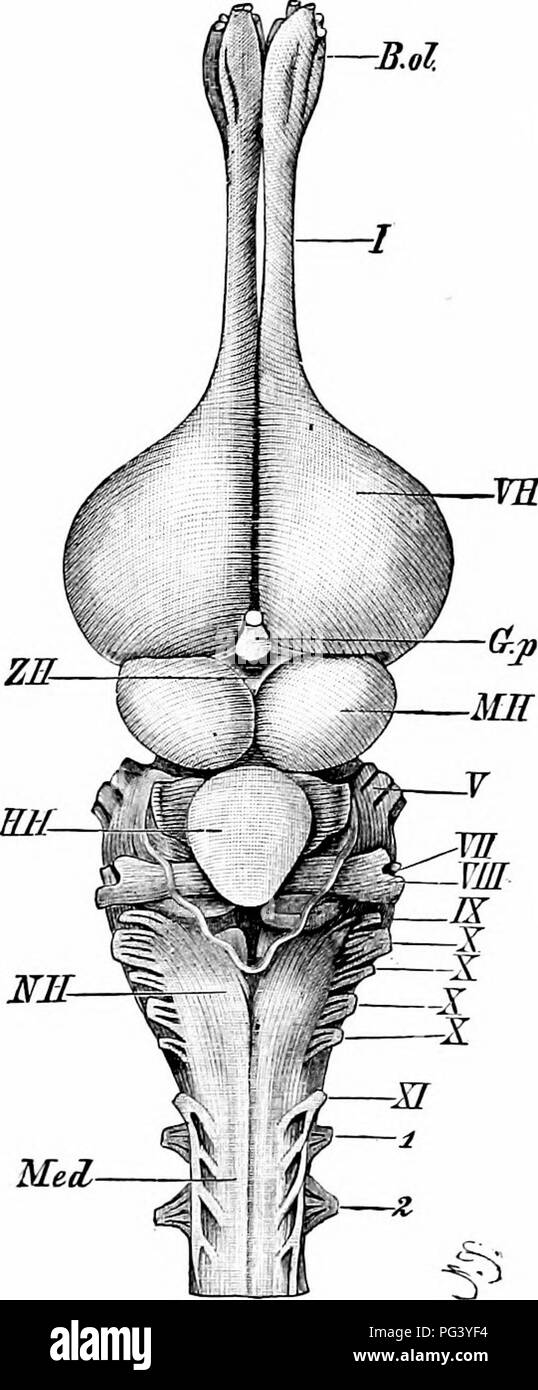 . A manual of zoology. PHYLUM CHORDATA 449 auricles, as in the Amphibia ...