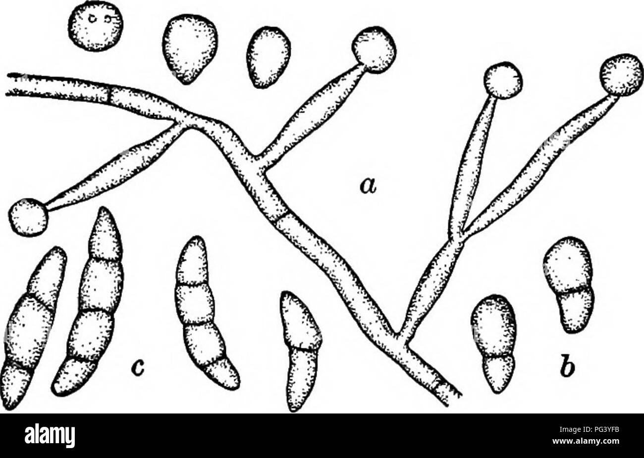 Red colored fungus Black and White Stock Photos & Images - Alamy