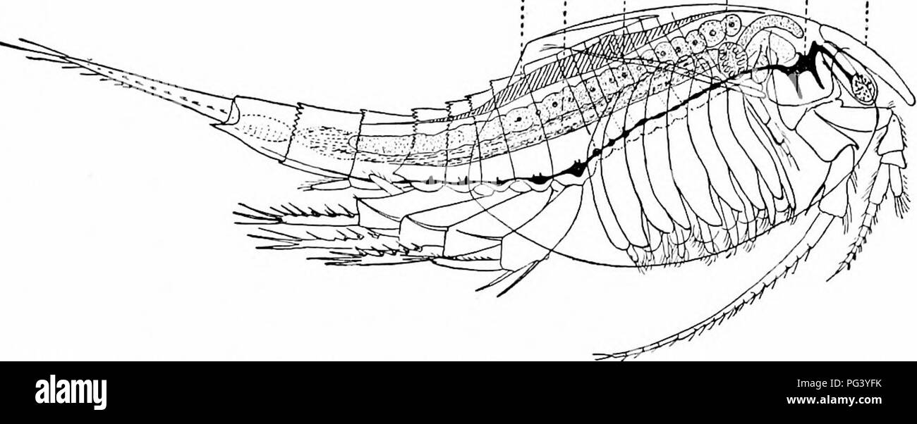 . A manual of zoology. Zoology. I. CRUSTACEA: SCHIZOPODA 375 Legion I ...