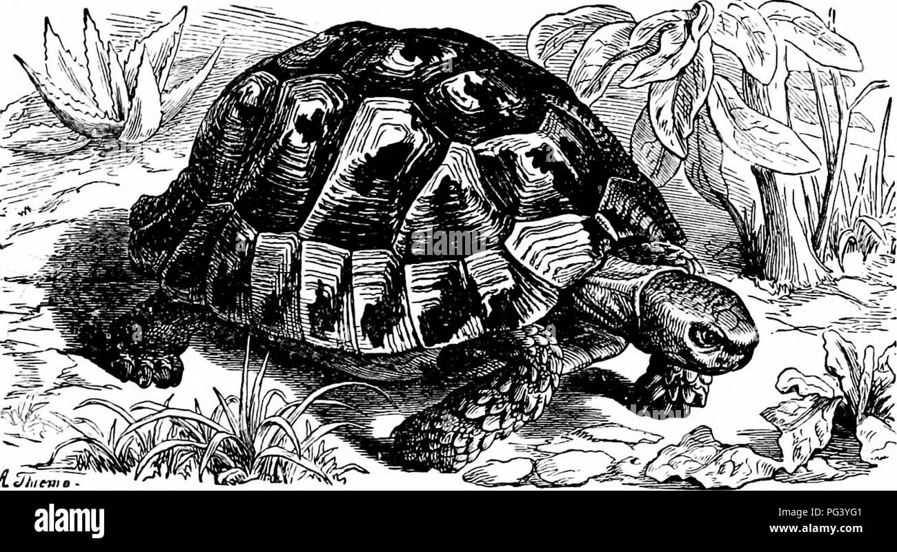 This page from 'A Manual of Zoology' discusses the Squamata class of ...