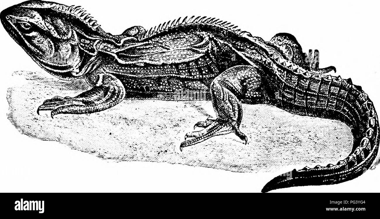 Terrestrial turtles Black and White Stock Photos & Images - Alamy