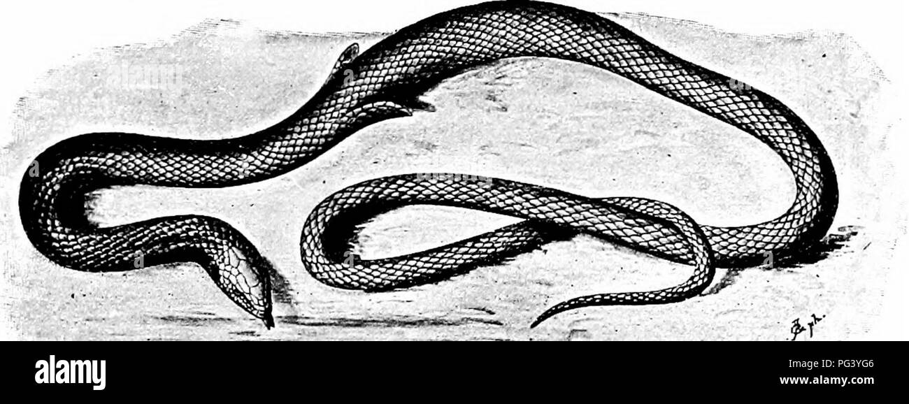 . A manual of zoology. PHYLUM CHORDATA 437 the absence of limbs, the ...