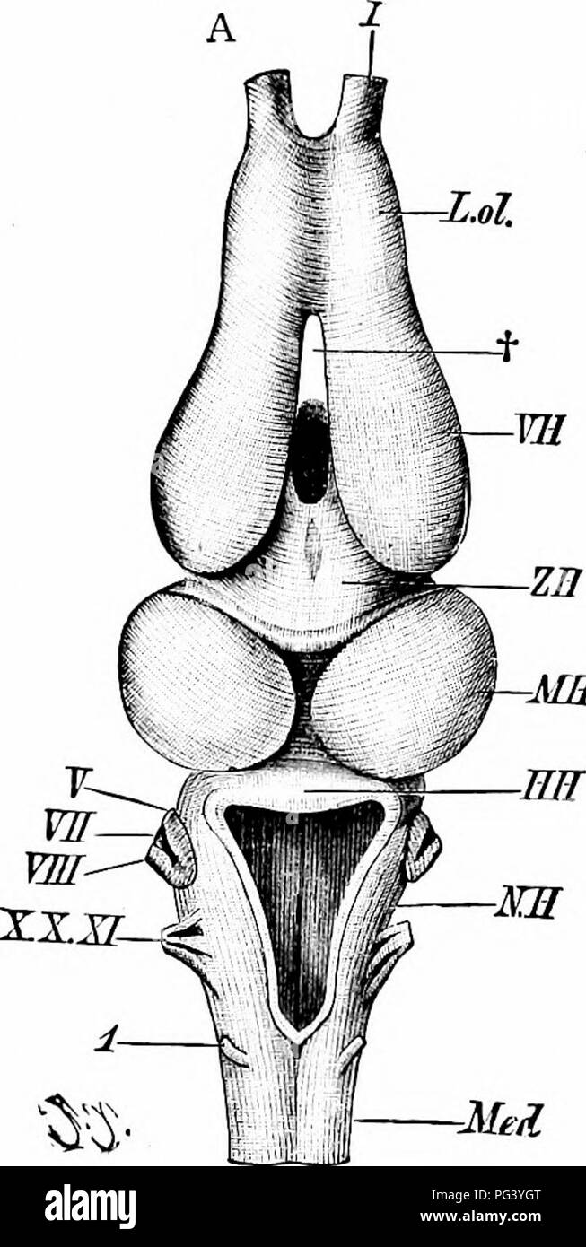 Tympanic Cavity High Resolution Stock Photography and Images - Alamy