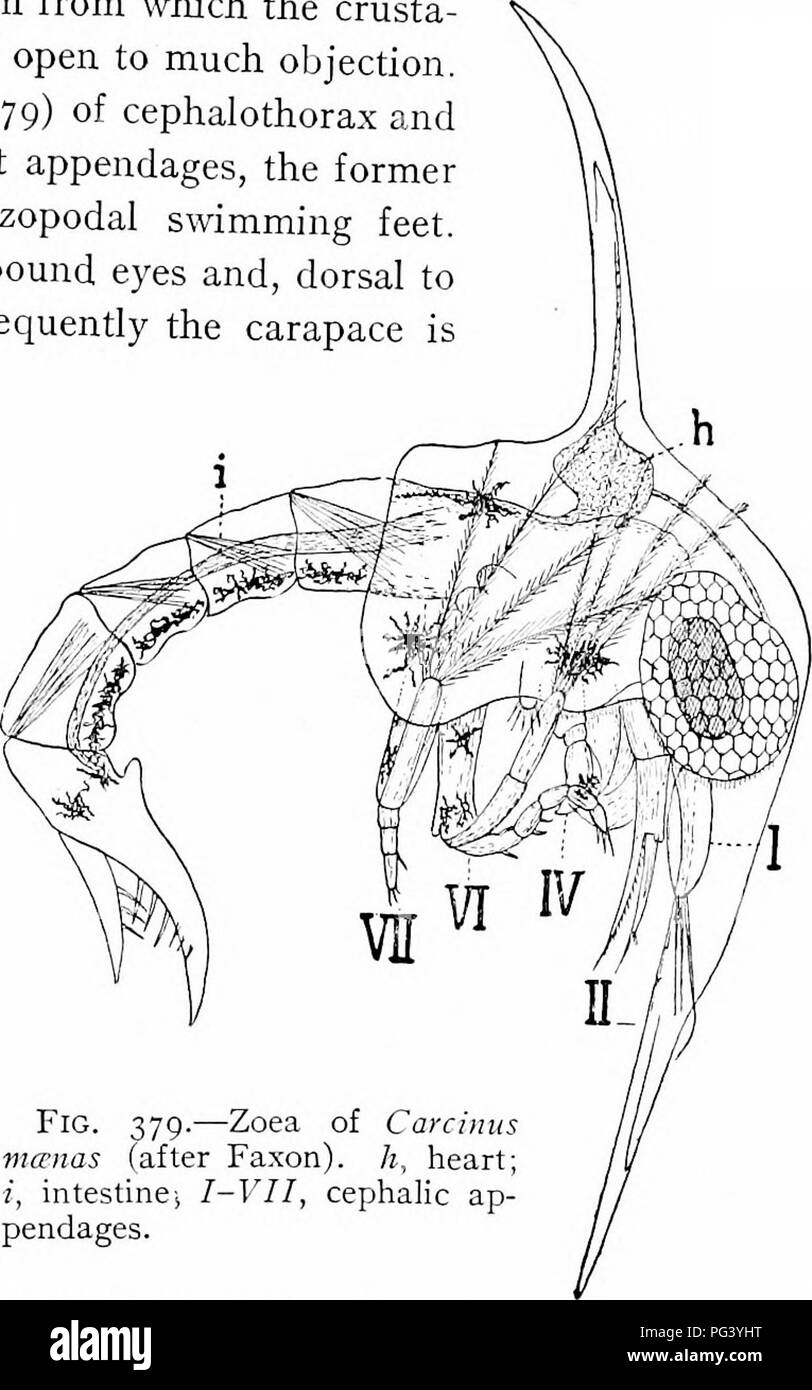 This zoology manual provides an in-depth study of crustaceans ...