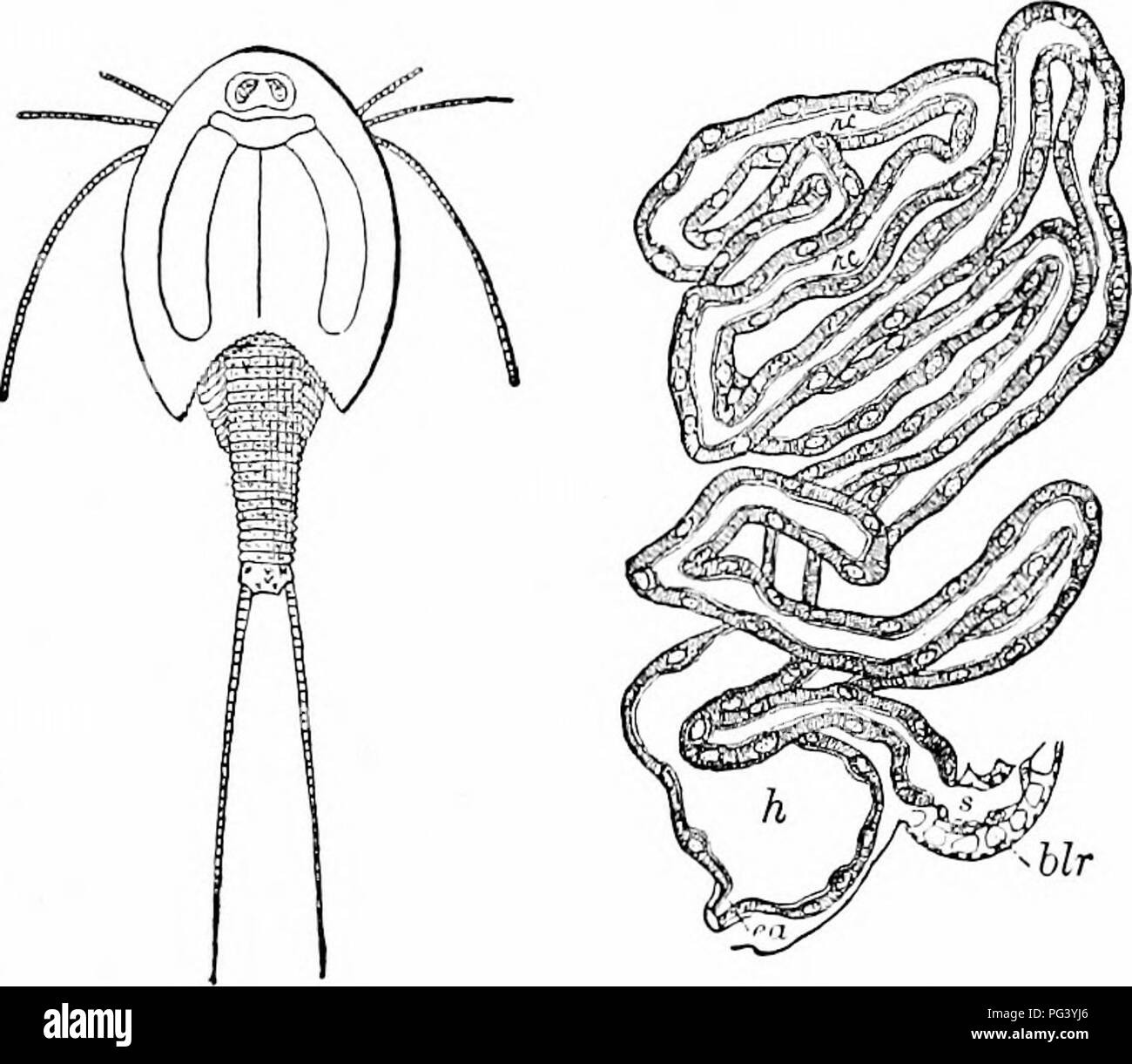 Evolution fo species Black and White Stock Photos & Images - Alamy
