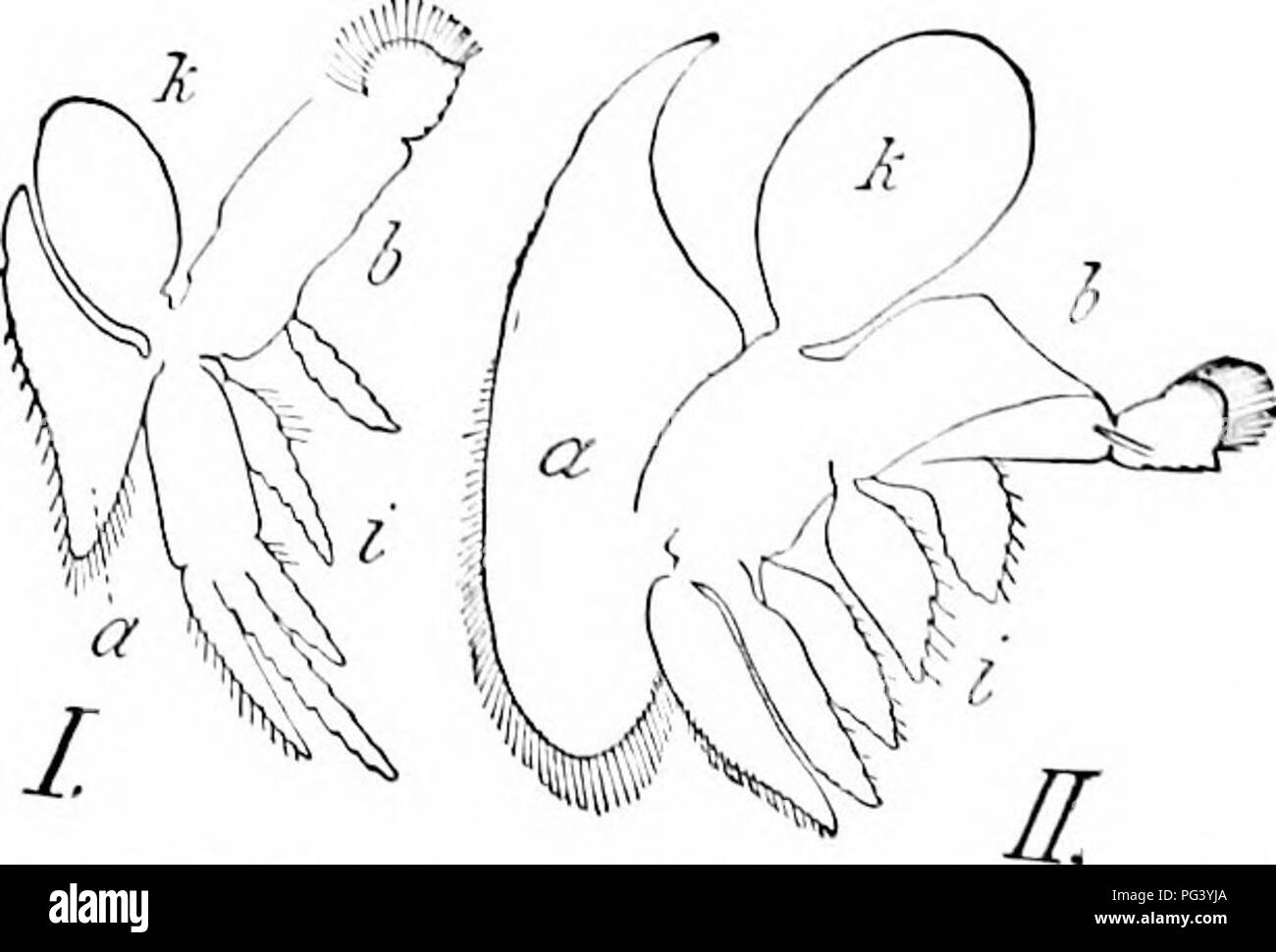 Cyclops castor hi-res stock photography and images - Alamy